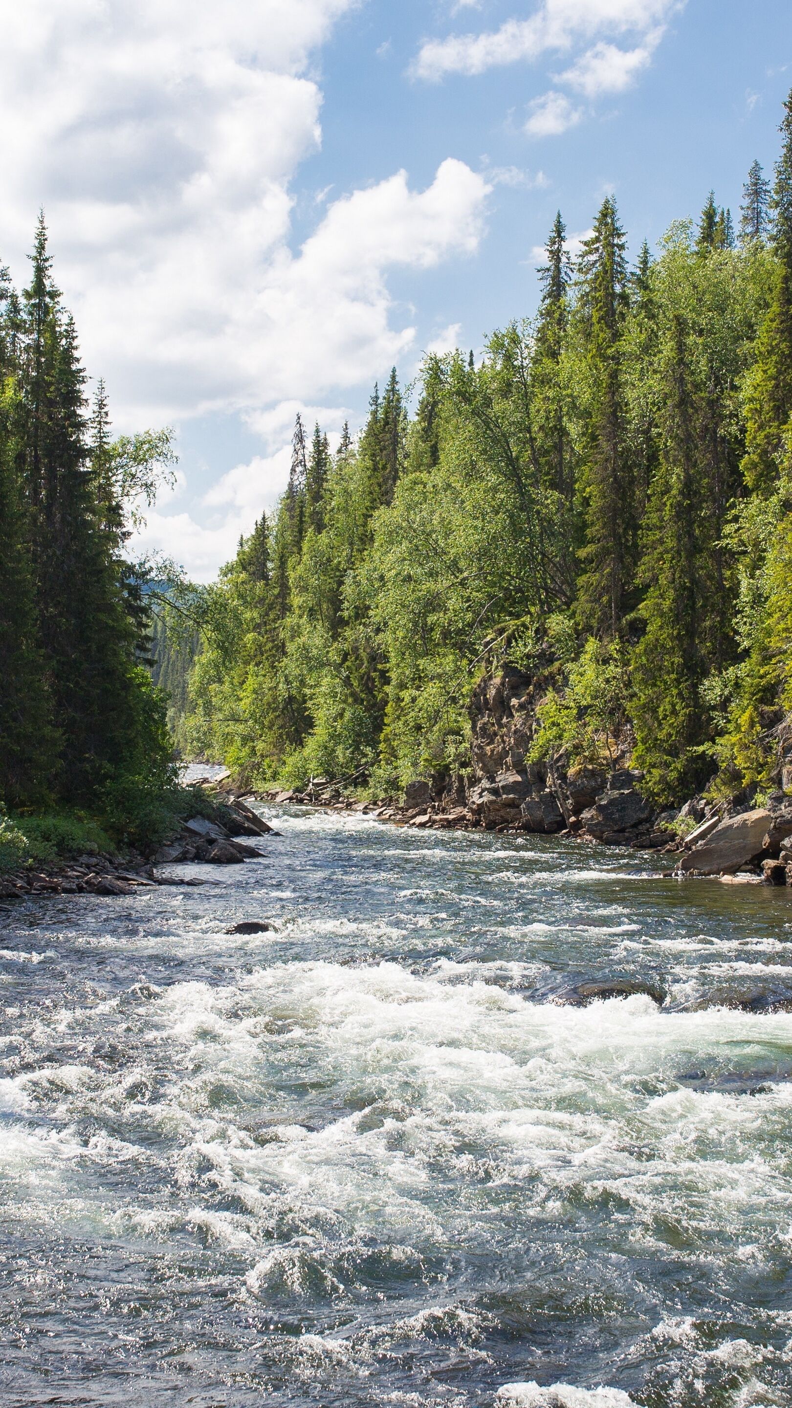 Wild Mountain River Through Evergreen Forest Wilderness - backiee