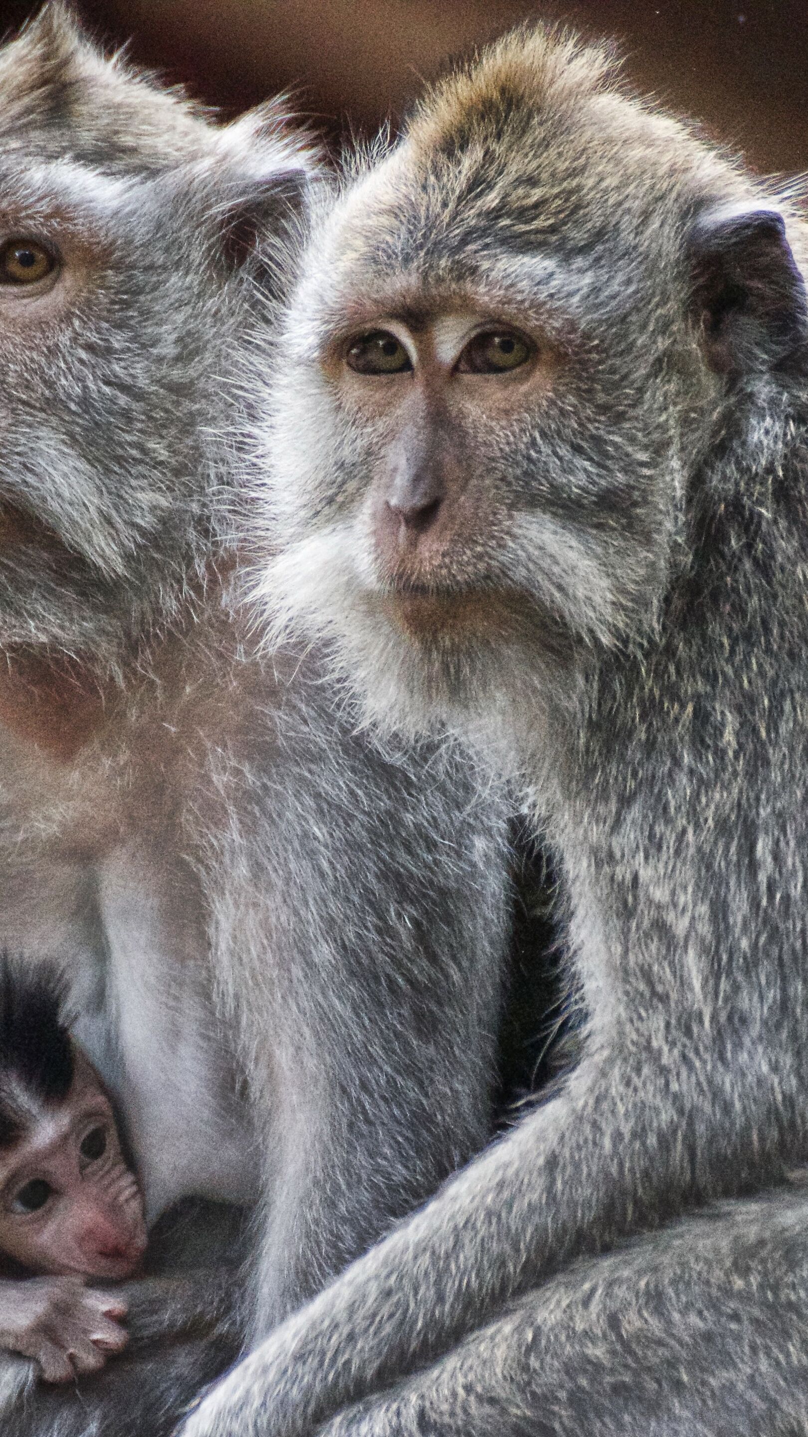 Serene Macaque Family Portrait in the Wild 5K Wallpaper - backiee