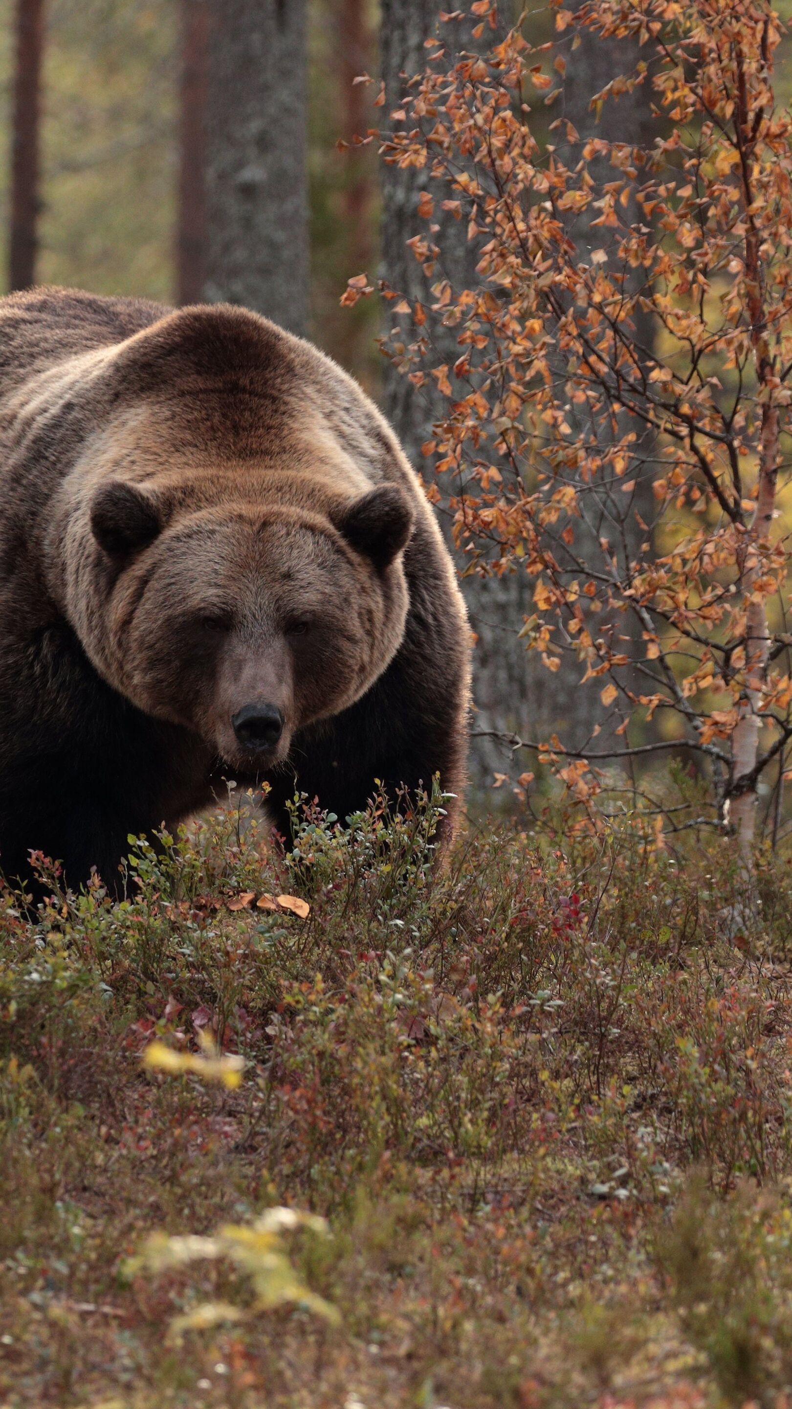 Majestic Brown Bear Roaming Through Autumn Forest Wilderness 5K ...