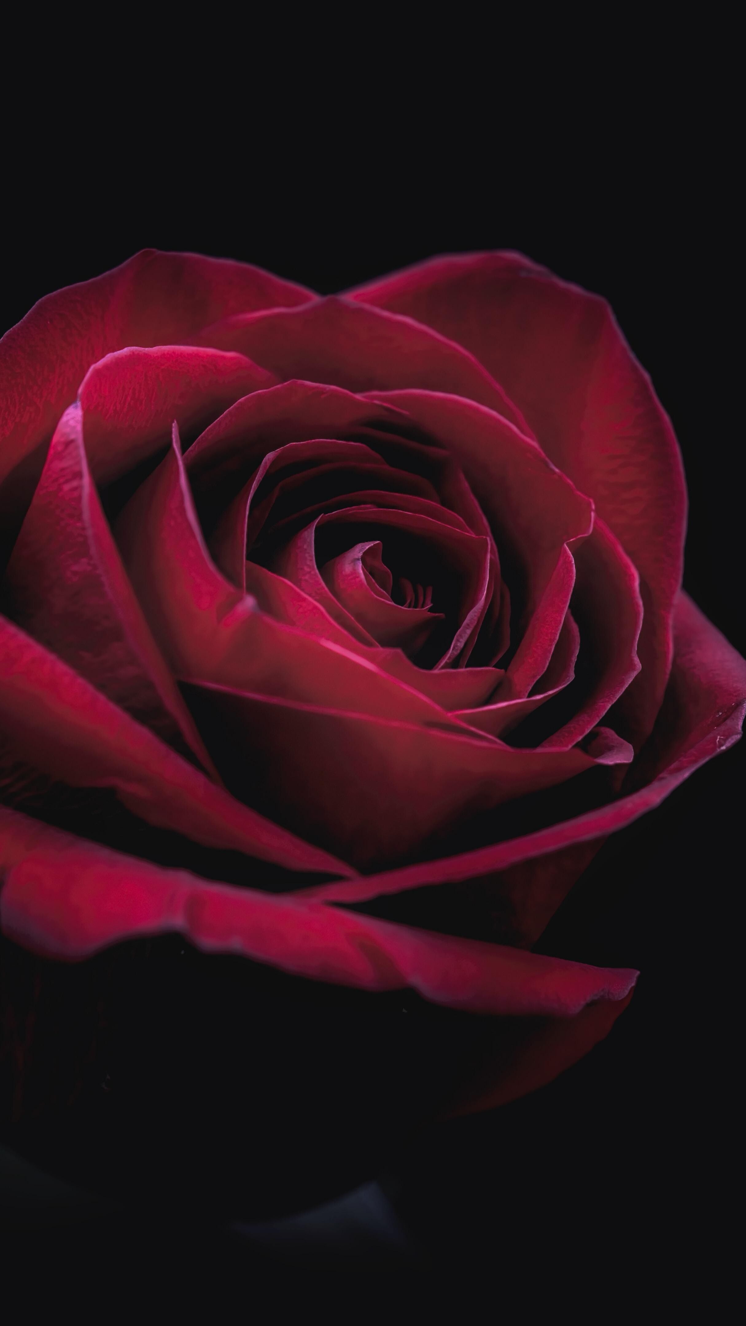 Crimson Rose Close Up Elegance On Deep Black Background - backiee