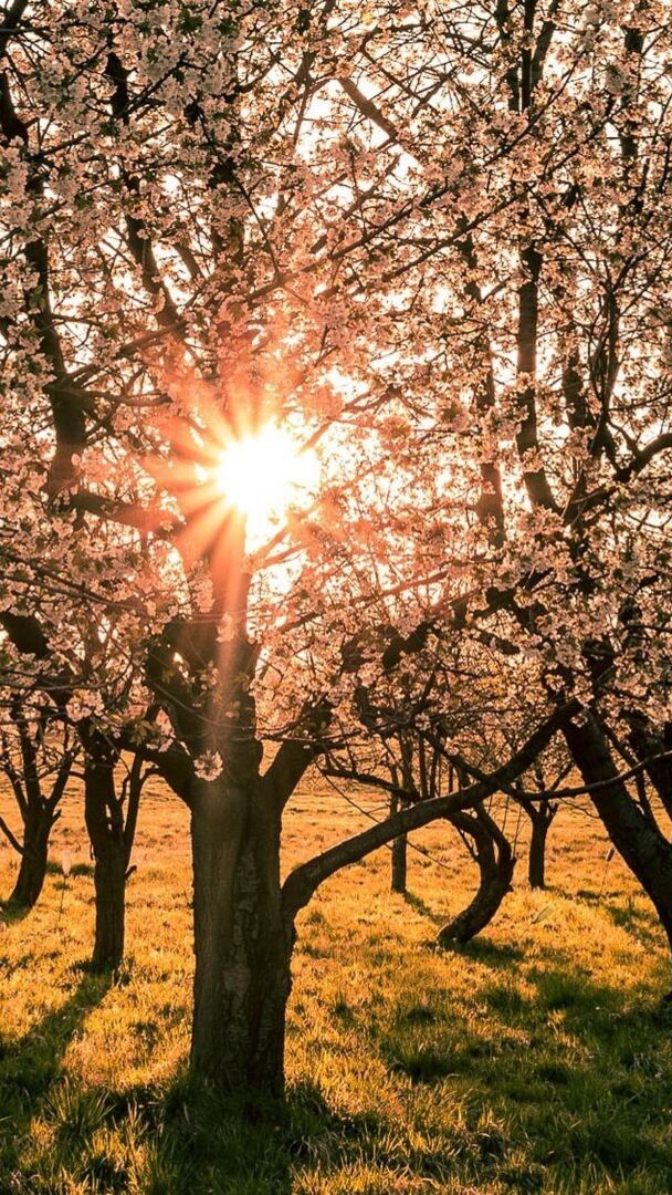 Springtime Sunlight Through Blossom Trees - backiee