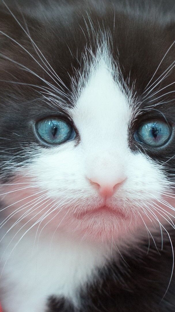 Adorable Kitten Wrapped in Red Blanket - backiee