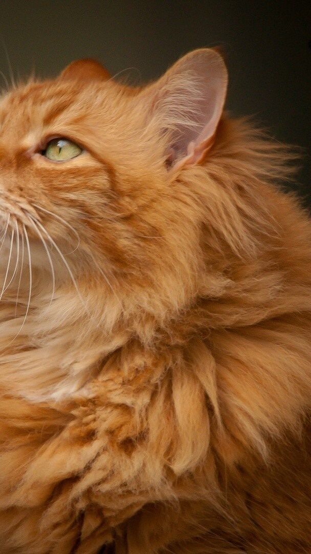 Majestic Ginger Cat Gazing into the Distance - backiee