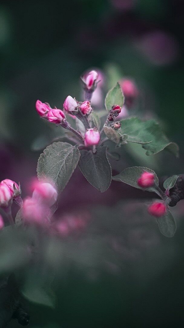 Pink Blossom Dreamscape - backiee