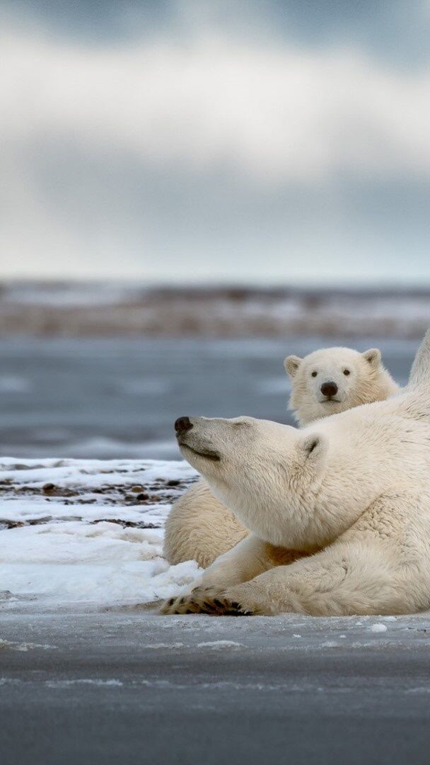 Polar Bears in Arctic Wilderness - backiee