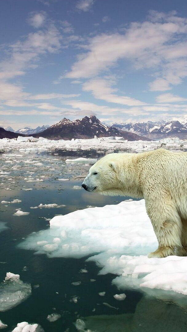 Polar Bear on Shifting Arctic Ice - backiee