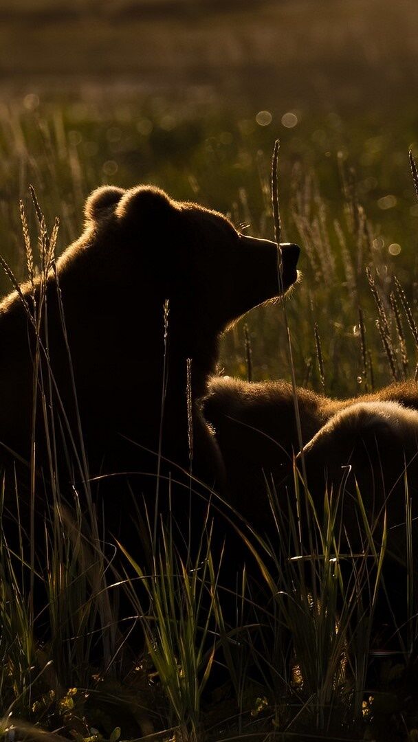Bears in Golden Light at Dusk - backiee