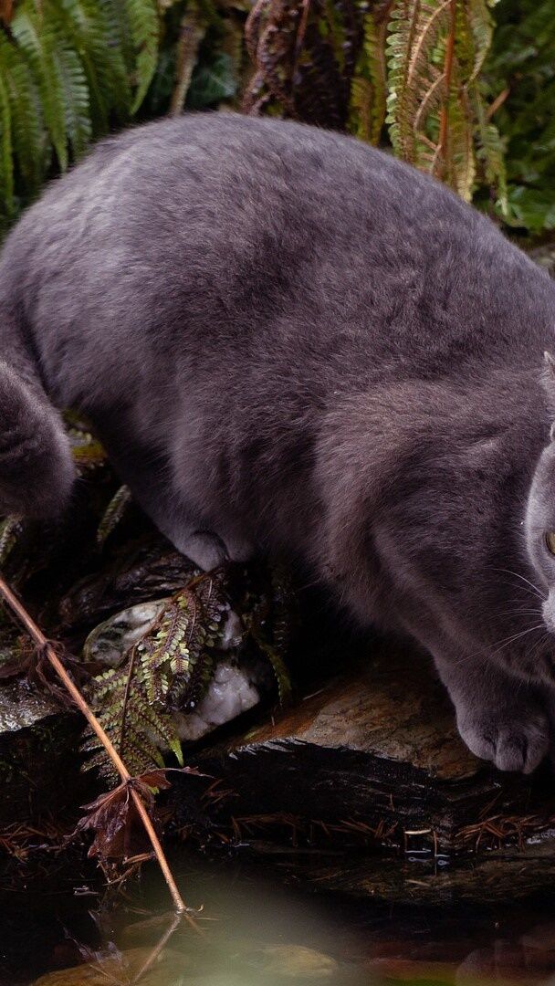 Mysterious Black Cat in the Forest - backiee