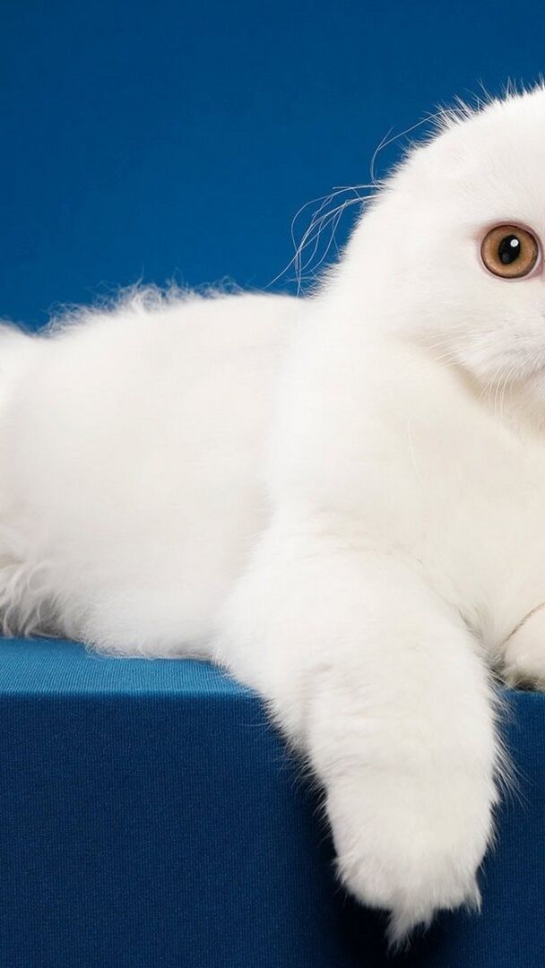 Scottish Fold Beauty in White Fur - backiee