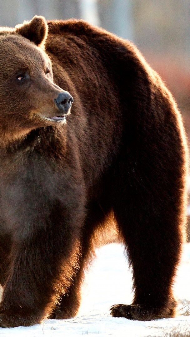 Majestic Brown Bear in Snowy Forest - backiee