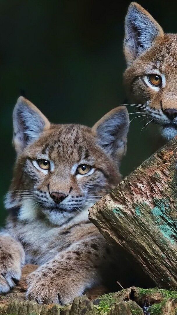 Lynx Cubs in Woodland Setting - backiee