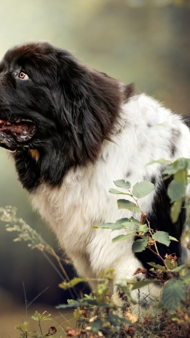 Landseer Newfoundland in Enchanting Forest Setting - backiee