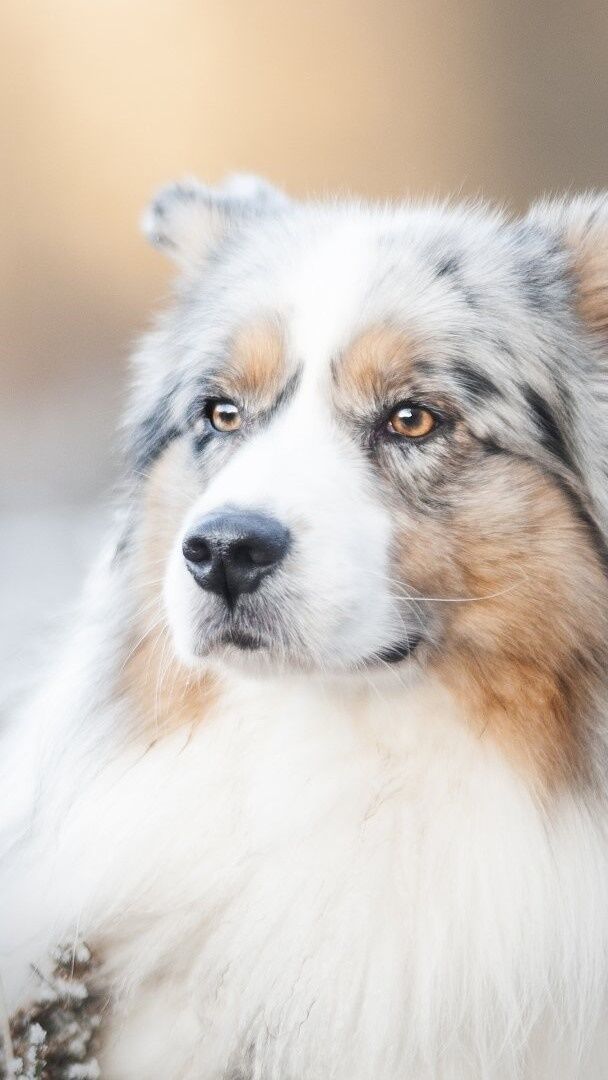 Australian Shepherd in a Winter Wonderland - backiee