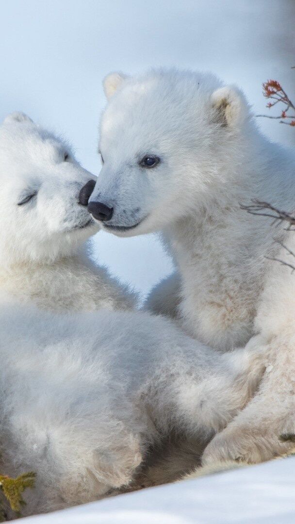 Polar Bear Cubs Embrace in Snowy Wonderland - backiee