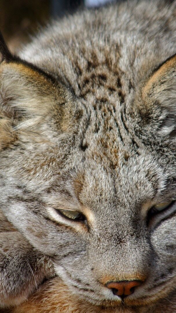 Lynx Resting in Winter Sunlight - backiee