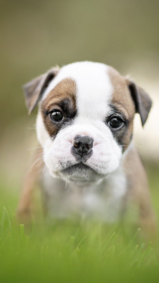 Bulldog Puppy in a Lush Green Meadow - backiee