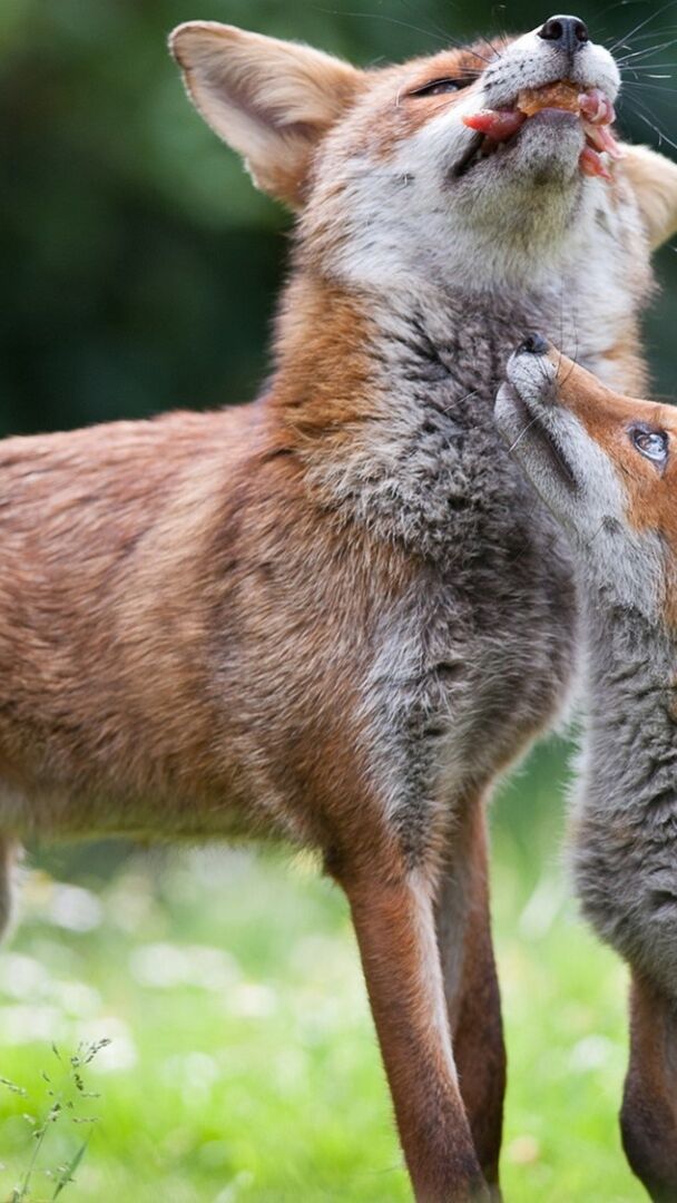 Loving Moments Between a Fox and Its Cub - backiee