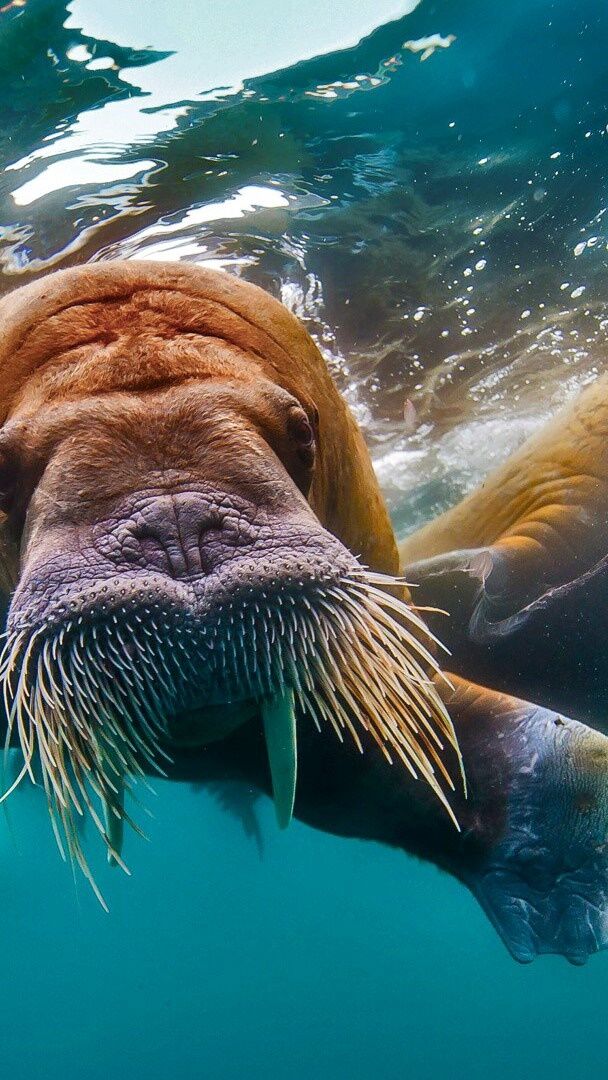 Majestic Walrus Underwater Encounter - backiee