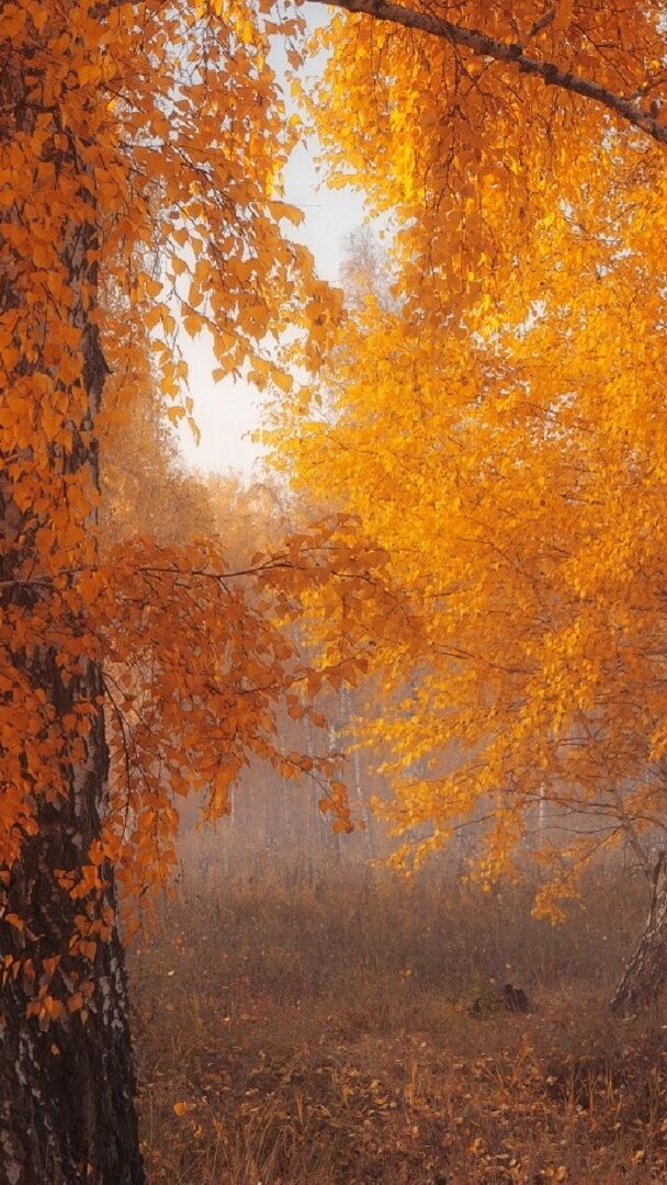 Autumn Serenity in a Golden Forest - backiee