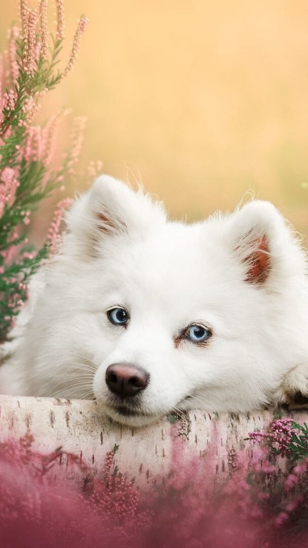 Dreamy Samoyed Resting Among Pink Heather Blossoms - backiee
