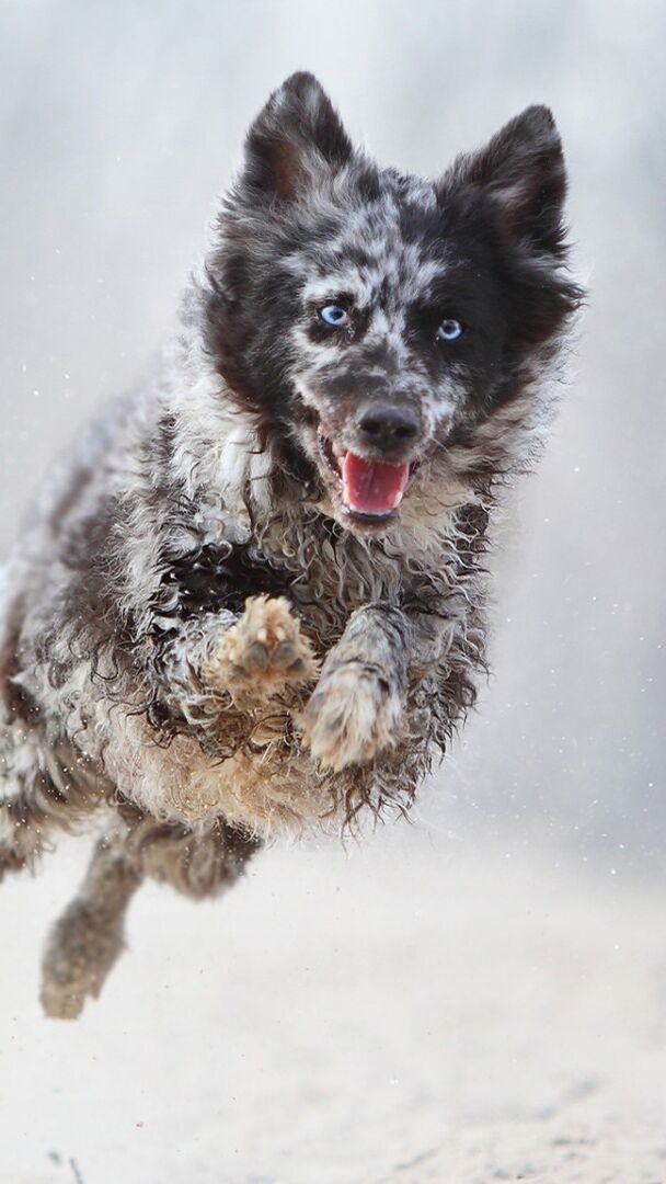 Blue Eyed Mudi Dog Sprinting Through Winter Snow - backiee