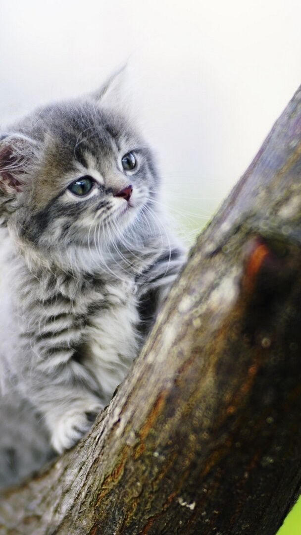 Curious Gray Kitten Clinging to a Tree in Soft Light - backiee