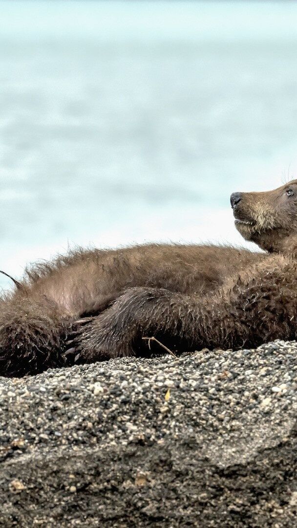 Laid Back Bear Cub Lounging by the Sea - backiee