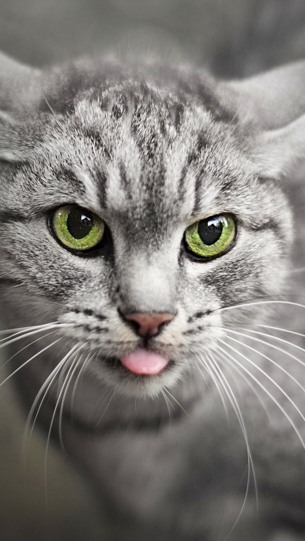 Playful Grey Tabby Close Up with Bright Green Eyes - backiee