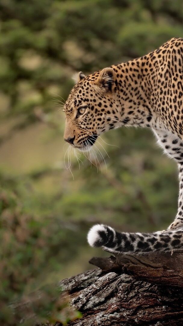 Silent Leopard on the Savanna Branch, Poised for the Hunt - backiee
