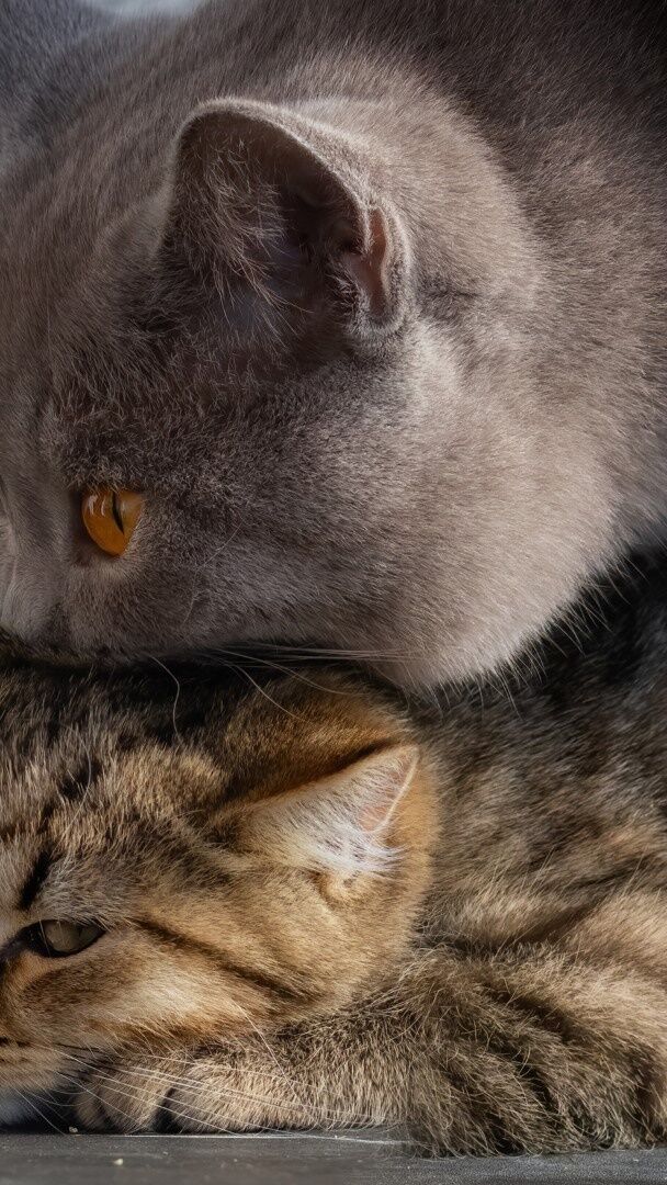 Tender Feline Cuddle Between Two Cats in Soft Light - backiee