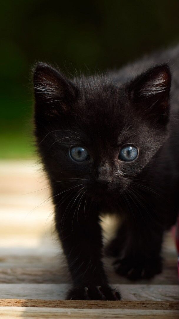 Curious Black Kitten Strolling in Soft Garden Light - backiee