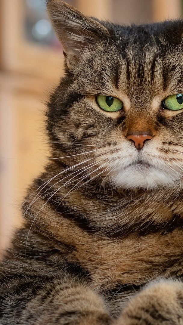Regal Green Eyed Tabby Cat Lounging Indoors - backiee