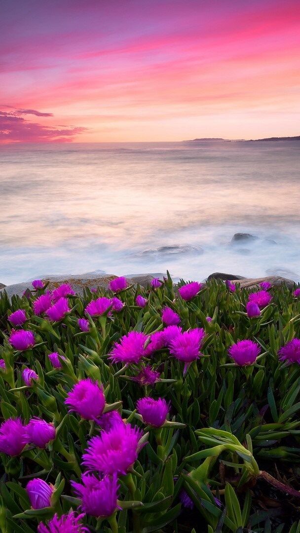 Vibrant Coastal Flower Carpet at Sunset Over Tranquil Ocean Shore - backiee