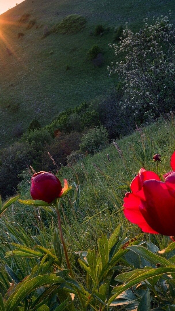 Sunrise Over Peony Hillside in Lush Mountain Valley - backiee