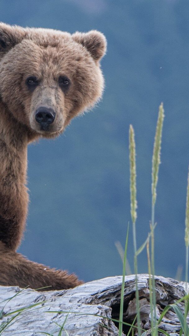 Serene Grizzly Bear Resting on Log in Alpine Meadow - backiee