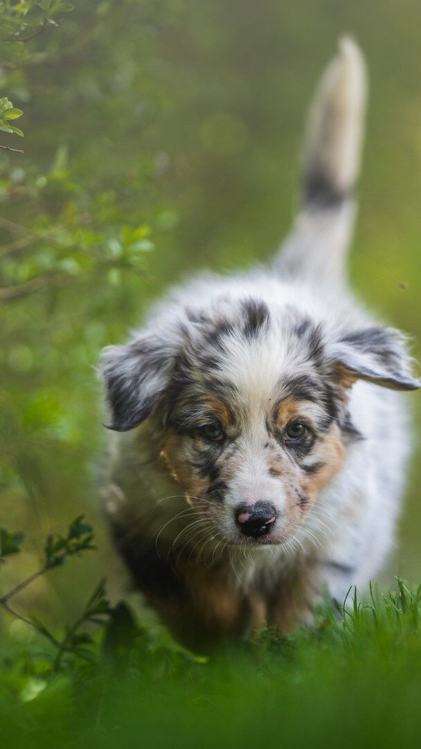 Curious Australian Shepherd Puppy Exploring a Sunlit Garden Path - backiee