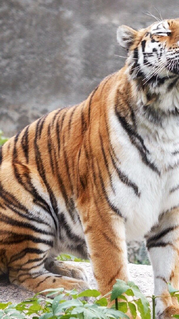 Majestic Tiger Resting on Stone Amid Lush Green Foliage - backiee