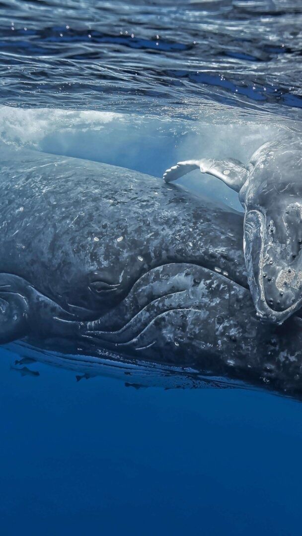 Gentle Humpback Mother and Calf Drifting in Sunlit Blue Ocean - backiee