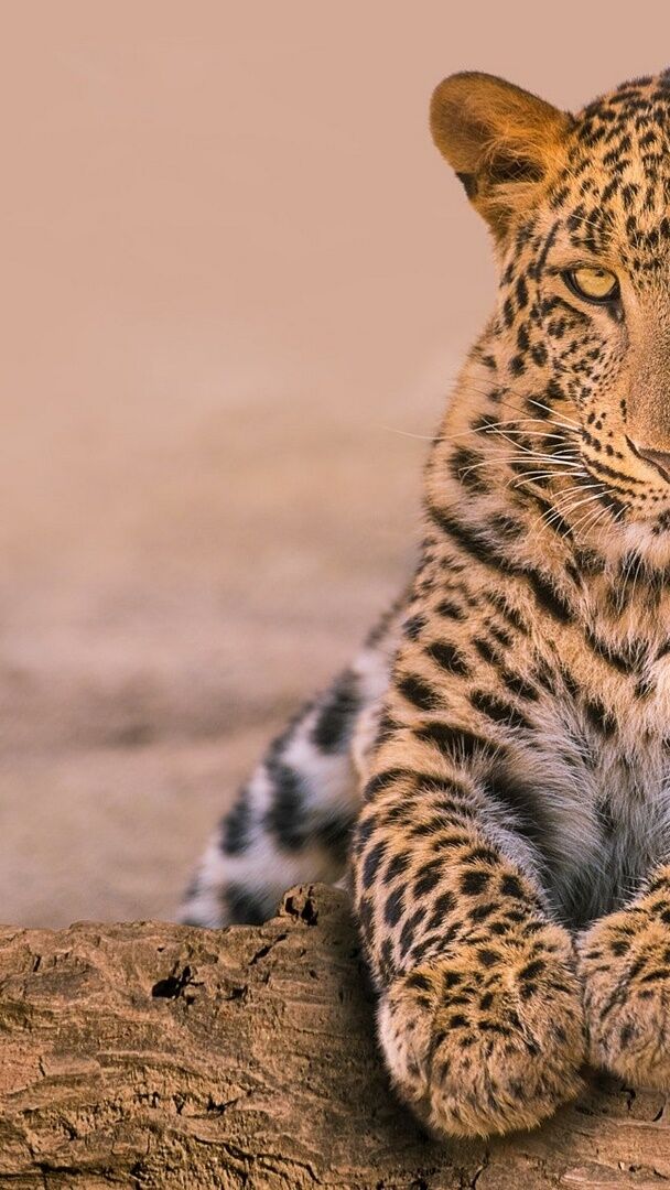 Golden Eyed Leopard Resting on Weathered Log in Soft Desert Light - backiee