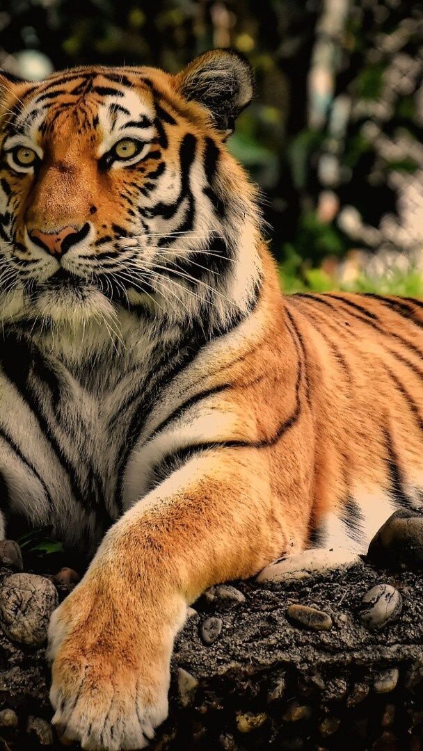Regal Tiger Resting in Sunlit Grassland Sanctuary - backiee