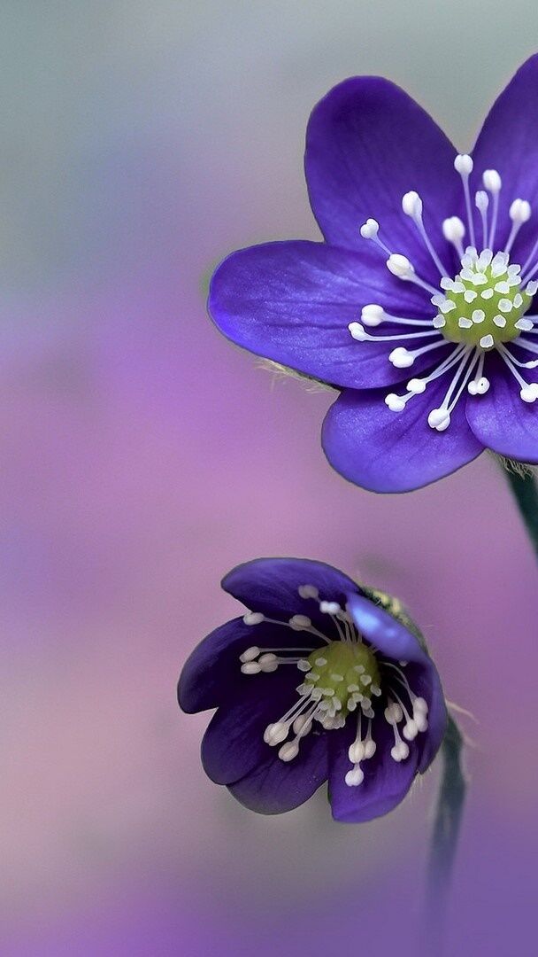 Violet Hepatica Nobilis Blossom in Soft Spring Bokeh - backiee
