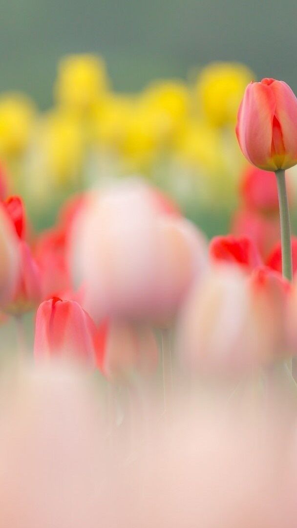 Soft Focus Spring Tulip Field in Pastel and Scarlet Glow - backiee