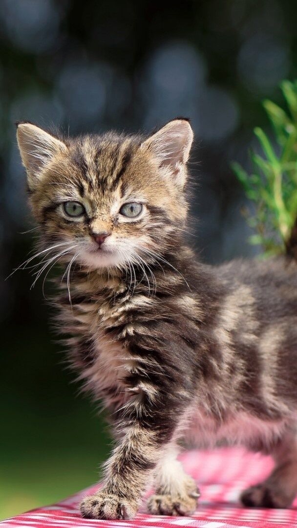 Curious Tabby Kitten Standing Proud in a Sunlit Garden - backiee