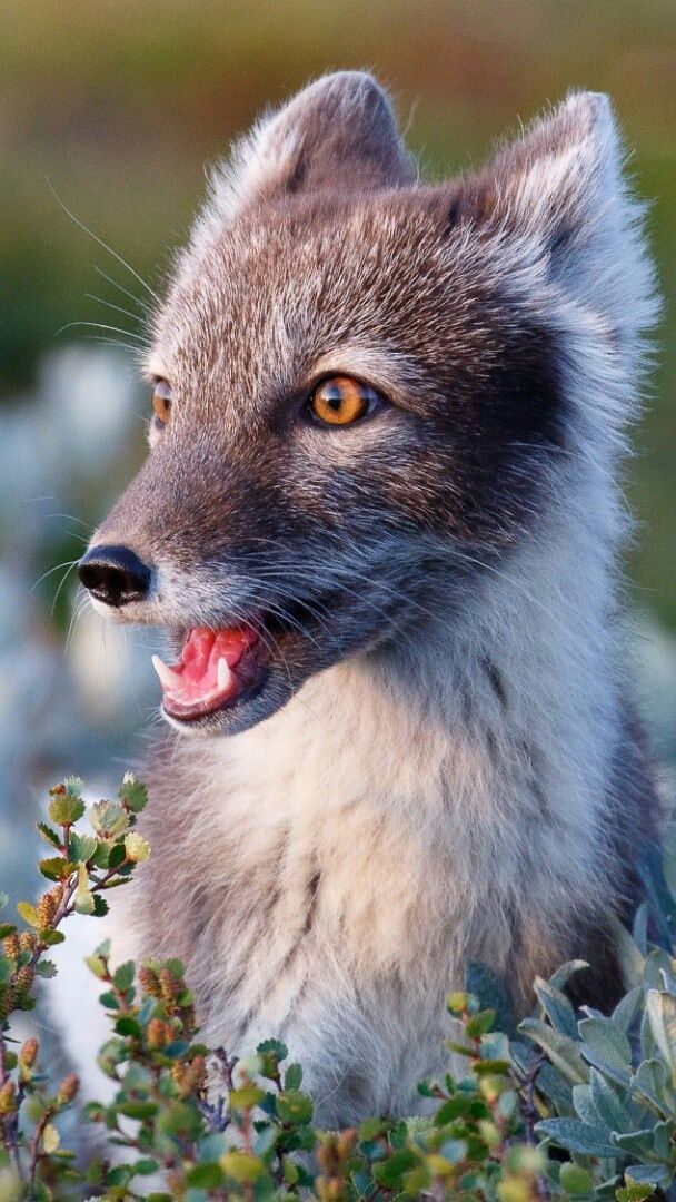 Arctic Fox Portrait Among Tundra Shrubs at Golden Hour - backiee