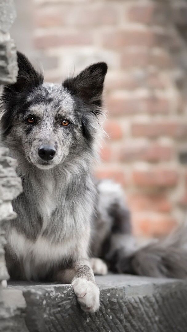 Blue Merle Herding Dog Resting Among Weathered Stone Ruins - backiee