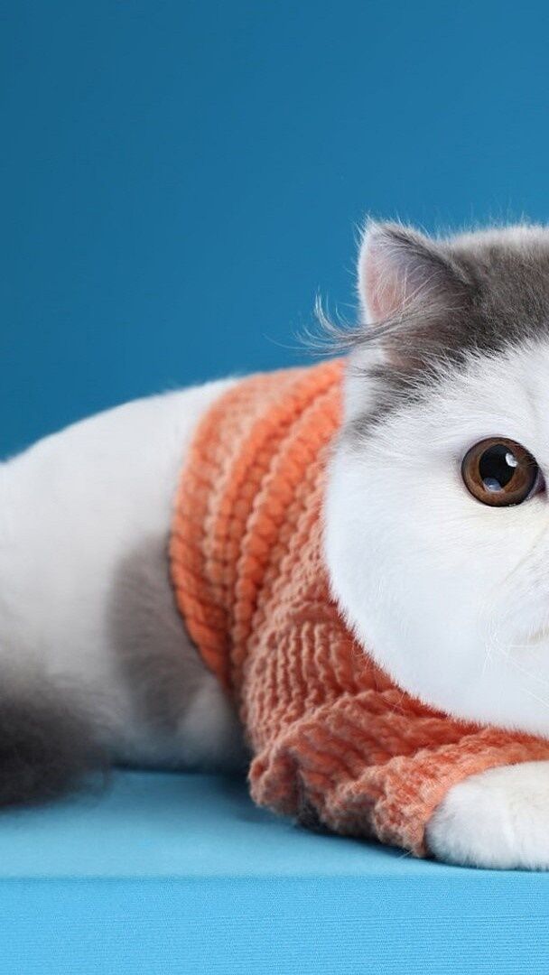 Cozy Sweater Kitty on Blue Minimal Background - backiee
