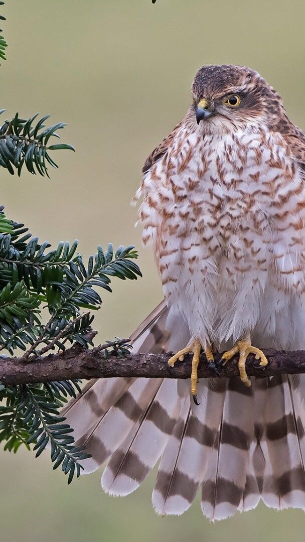 Sharp Shinned Hawk Perched Calmly Among Evergreen Boughs - backiee