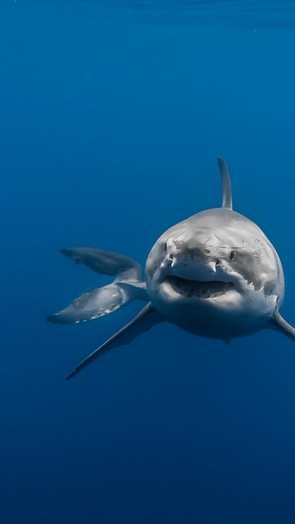 Silent Guardian of the Deep Blue Ocean - backiee