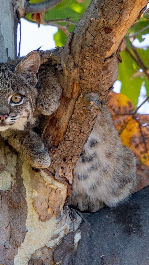 Curious Bobcat Resting in Sunlit Tree Branches - backiee
