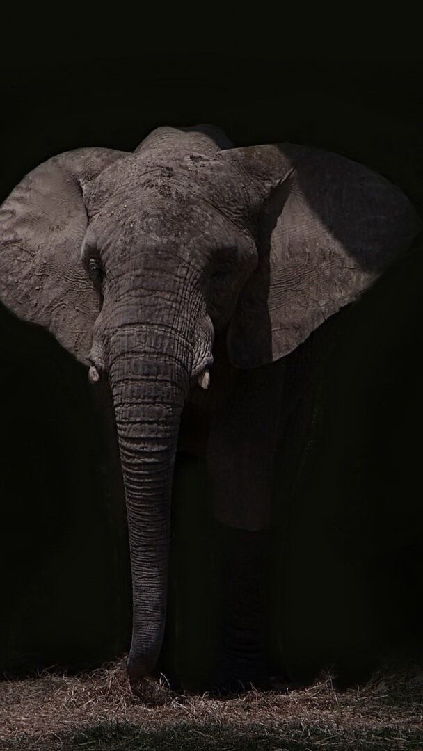 Majestic Elephant Emerging From Shadows in Minimal Dark Wilderness ...